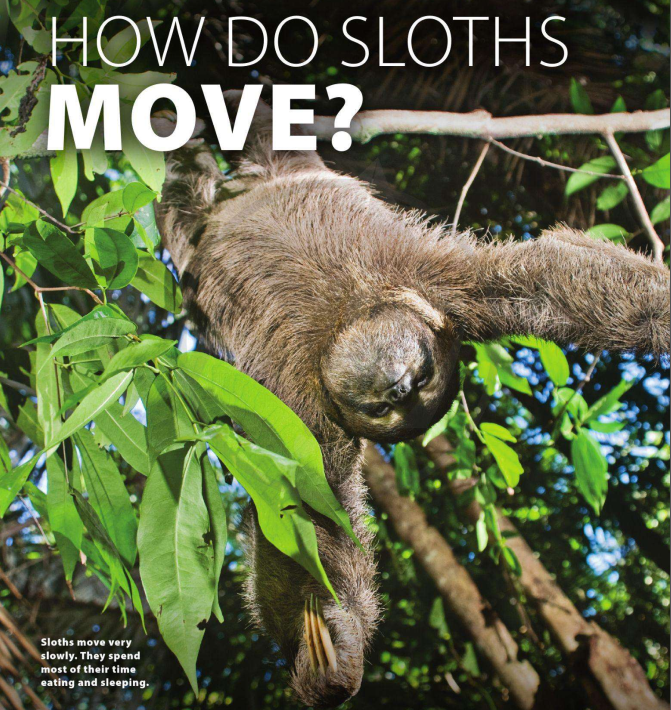 Unit 4: How to sloths move? | Lớp 8 - Cánh Diều - Tiếng Anh 8 (Explore ...